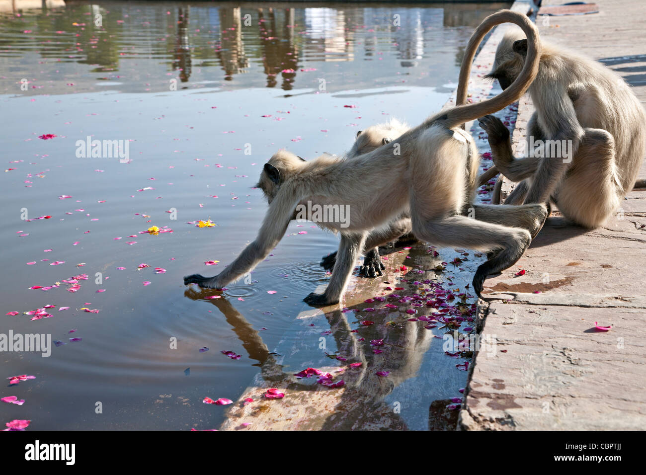 Monkey flower eat hi-res stock photography and images - Alamy