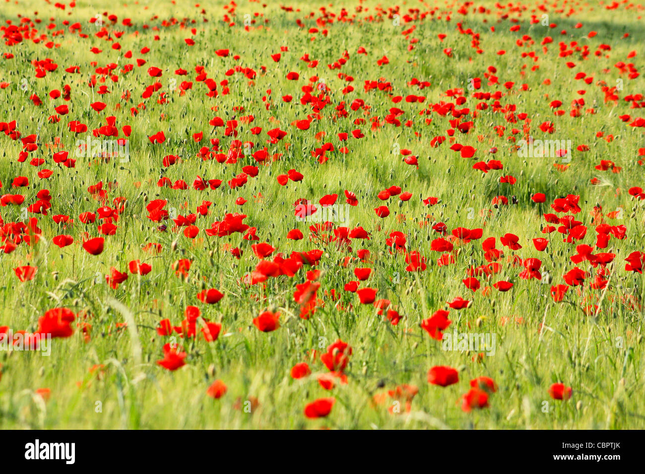 beauty, field, flower, grass, green, landscape, light, morning, nature ...