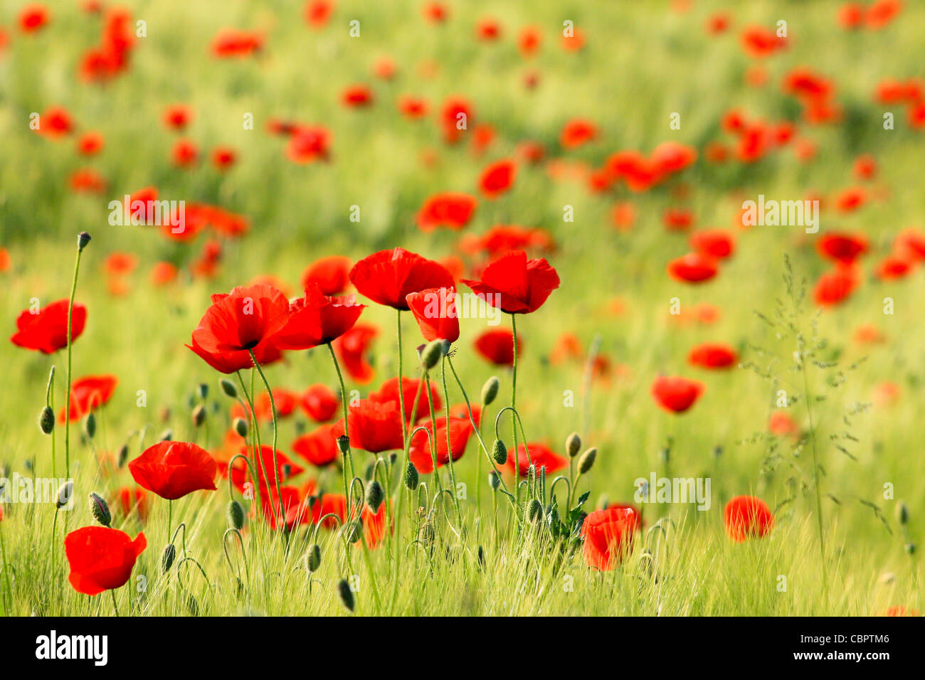 beauty, field, flower, grass, green, landscape, light, morning, nature ...