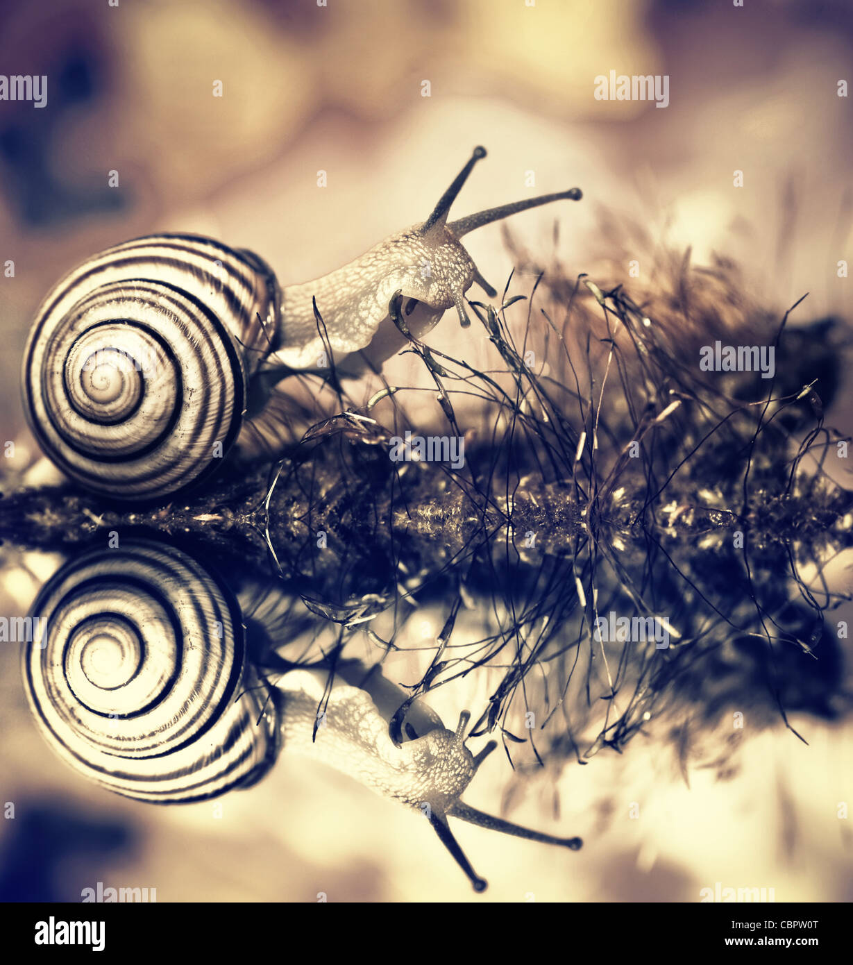 Cool snail hi-res stock photography and images - Alamy