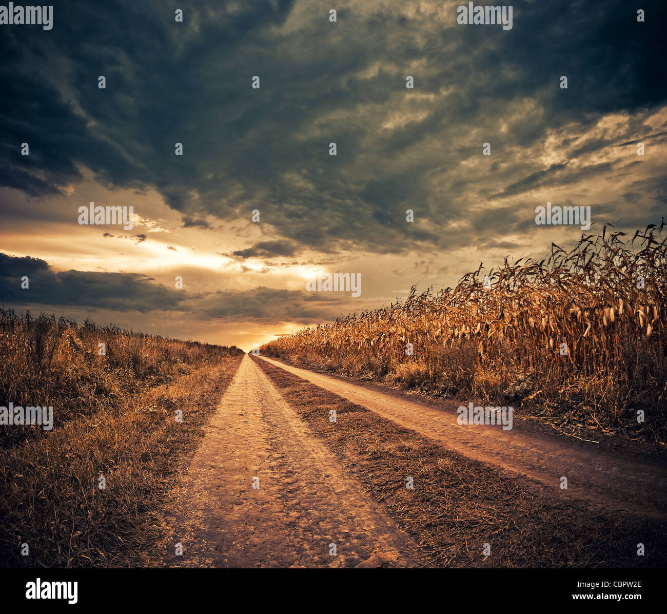 Corn field road Stock Photo - Alamy