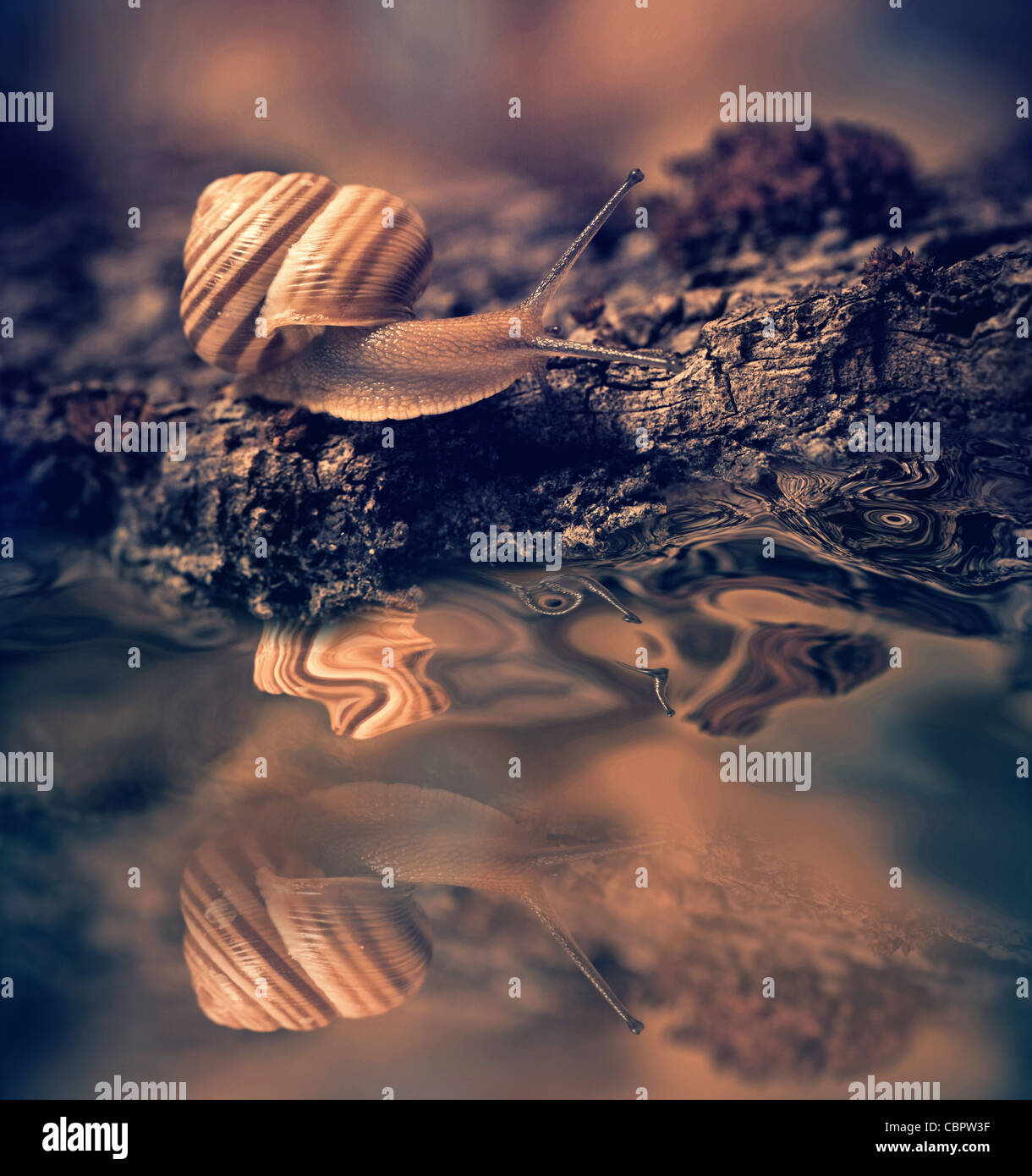 Snail plants hi-res stock photography and images - Alamy