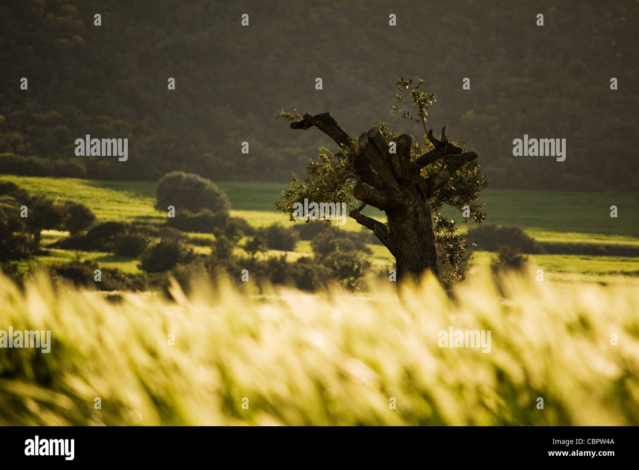 Green Fields of Cyprus Stock Photo - Alamy