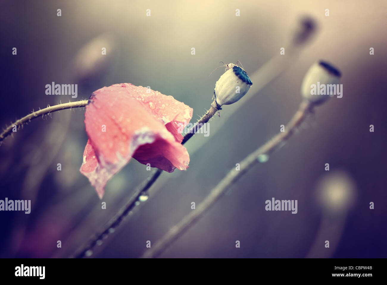 Tint flowers hi-res stock photography and images - Alamy