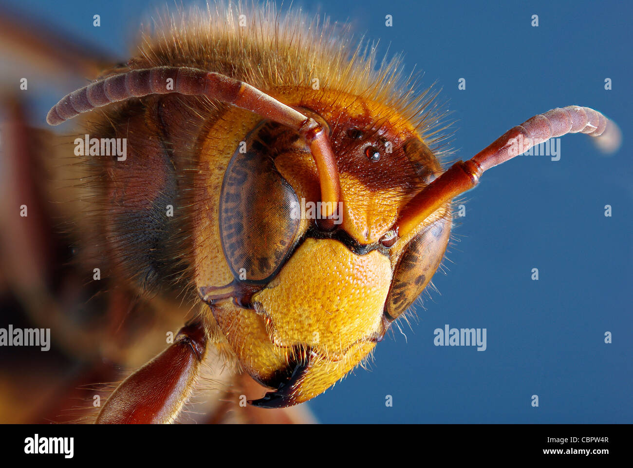 A close up of the head of a prepared specimen of a Hornet of the ...
