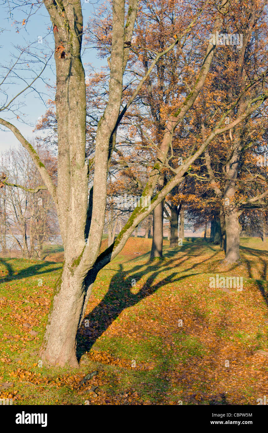 Very long lived tree hi-res stock photography and images - Alamy