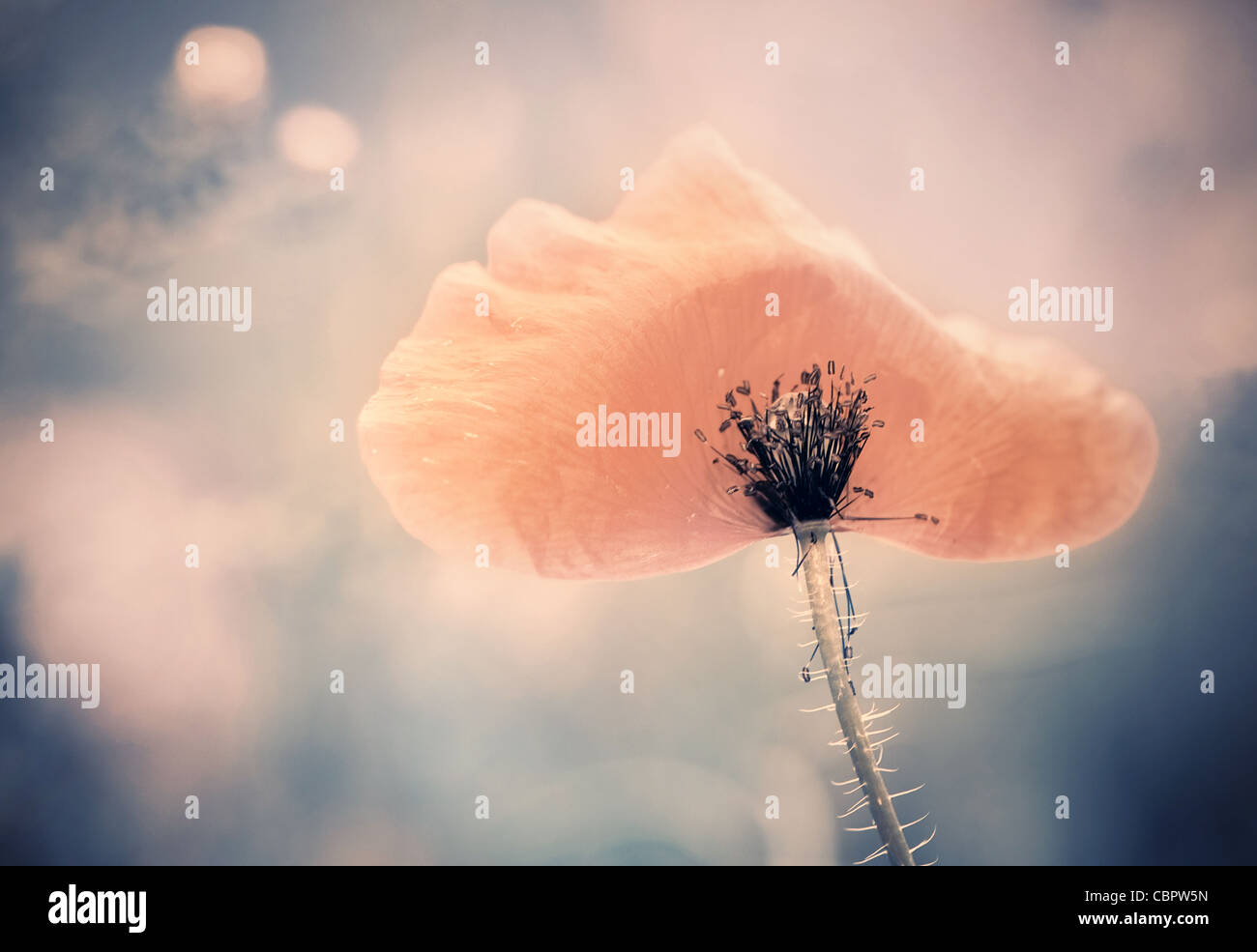 Wind poppy hi-res stock photography and images - Alamy