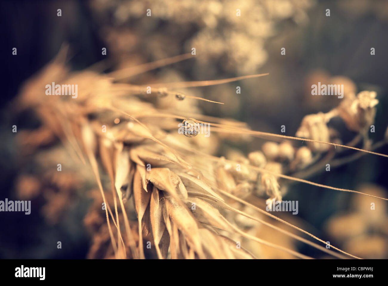 Wheat dry plants hi-res stock photography and images - Alamy