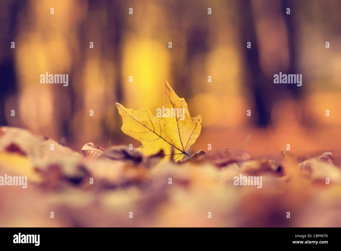 Leaf tint hi-res stock photography and images - Alamy