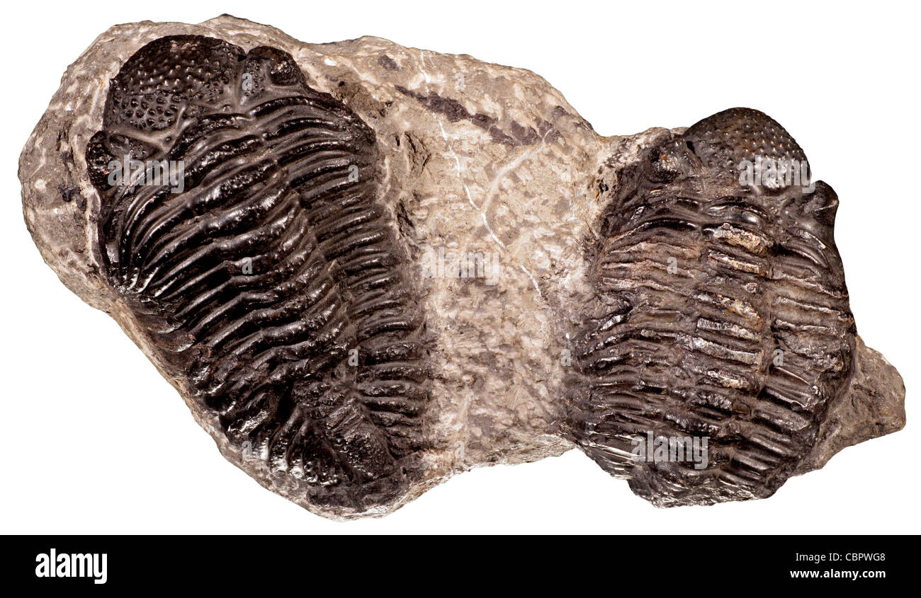 Trilobites fossils hi-res stock photography and images - Alamy