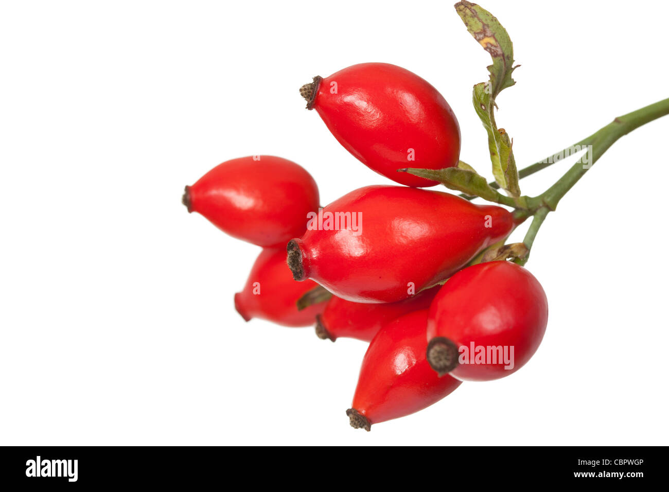 Rose on white Cut Out Stock Images & Pictures - Alamy