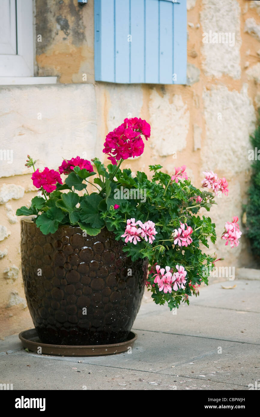 Geranium flower pot Stock Photo - Alamy
