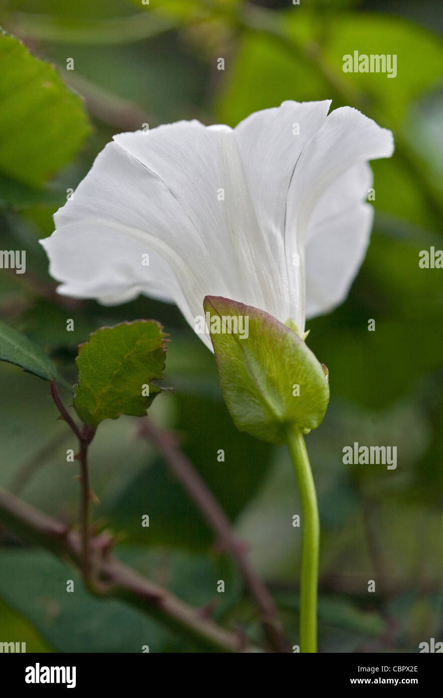 Climber plants white hi-res stock photography and images - Alamy