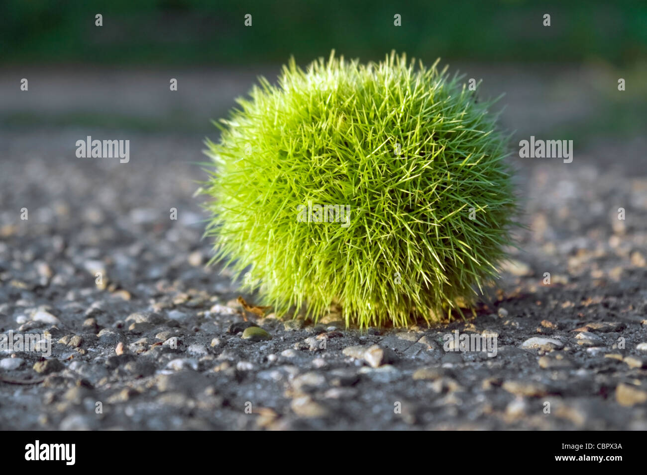 low angle shot of a fresh green chestnut ball on tarmac Stock Photo - Alamy