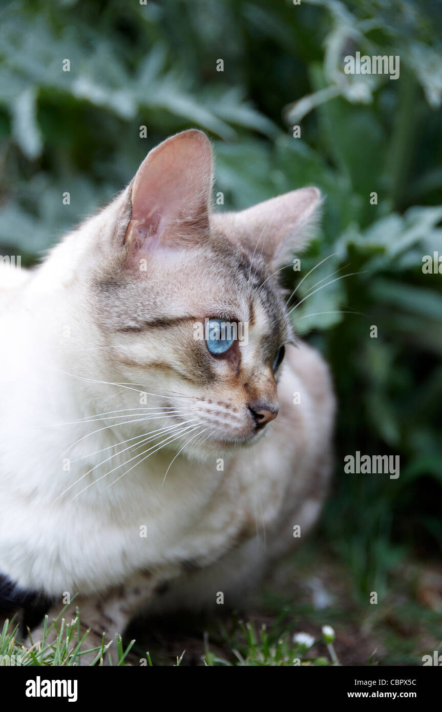 A Bengal cat outside in the garden Stock Photo - Alamy