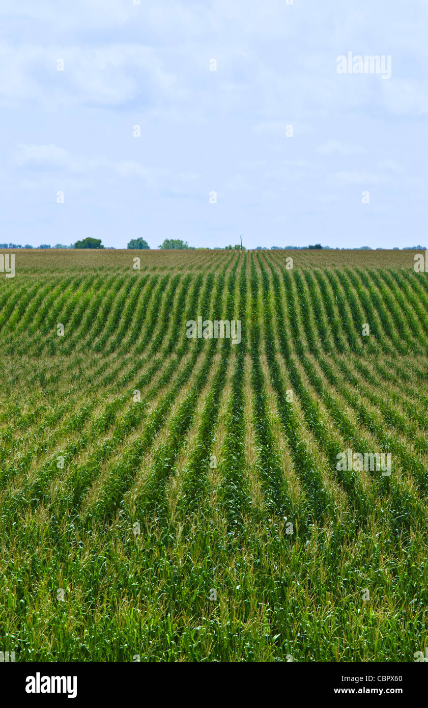Rows of corn in Kansas farming in Kansas Stock Photo - Alamy