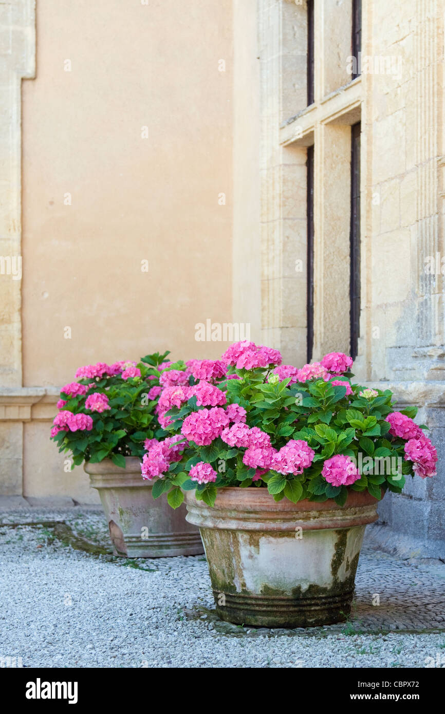 Hydrangea plant pots Stock Photo - Alamy