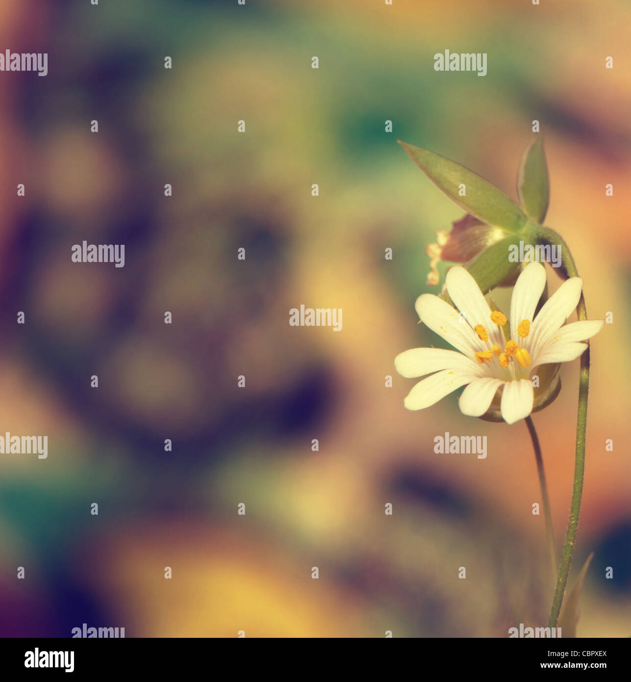 Tint flowers hi-res stock photography and images - Alamy