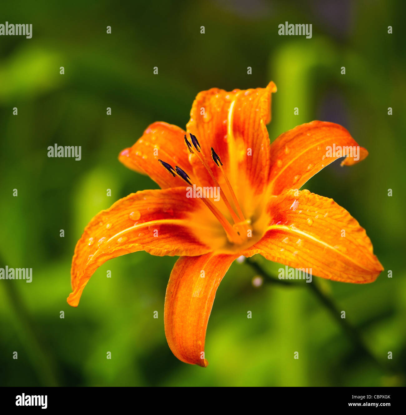 Garden flower details hi-res stock photography and images - Alamy