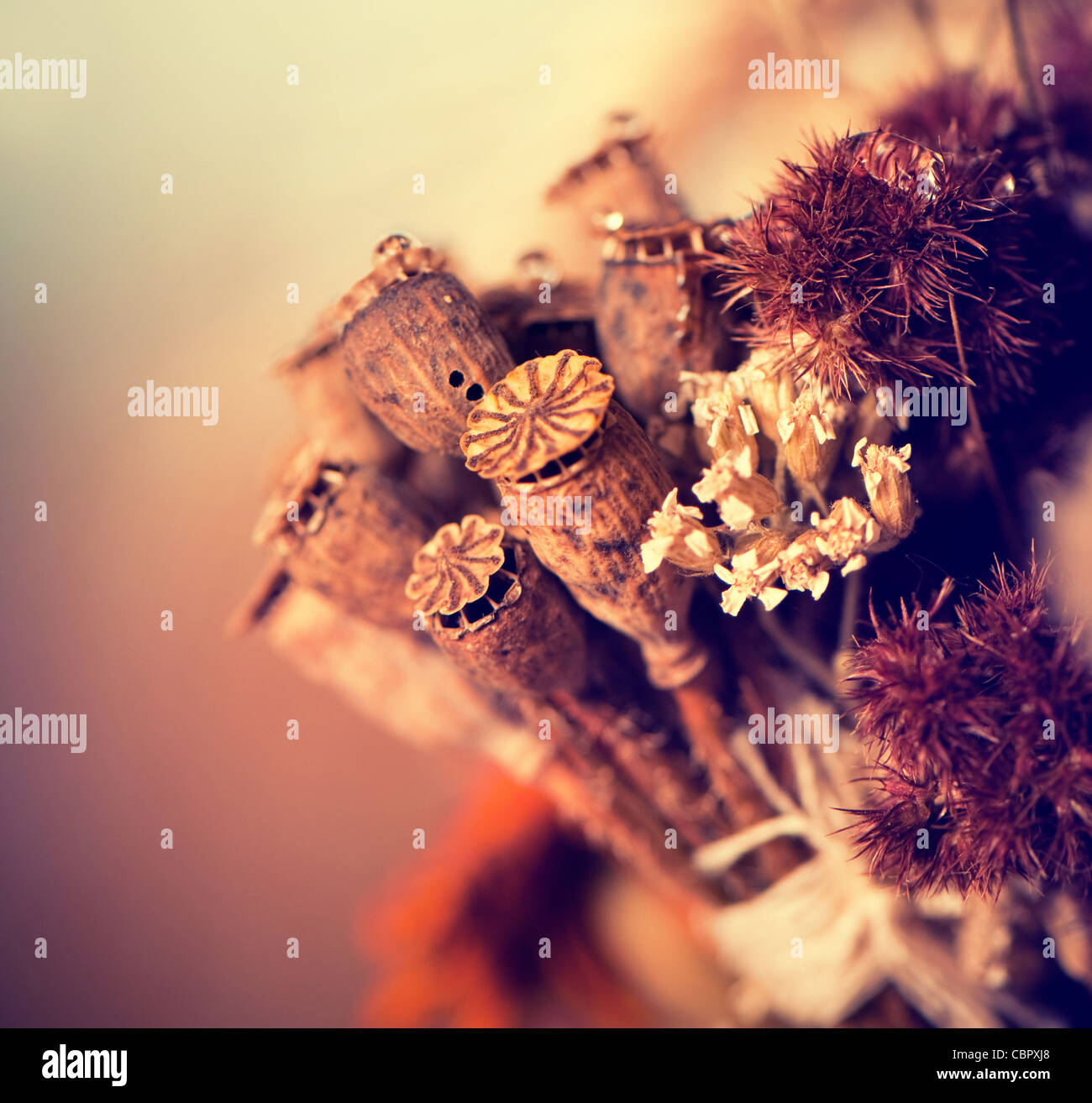 Dried Poppy Flowers High Resolution Stock Photography and Images - Alamy