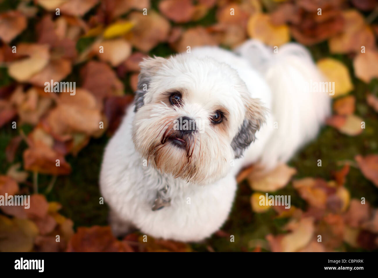 Apso hi-res stock photography and images - Alamy