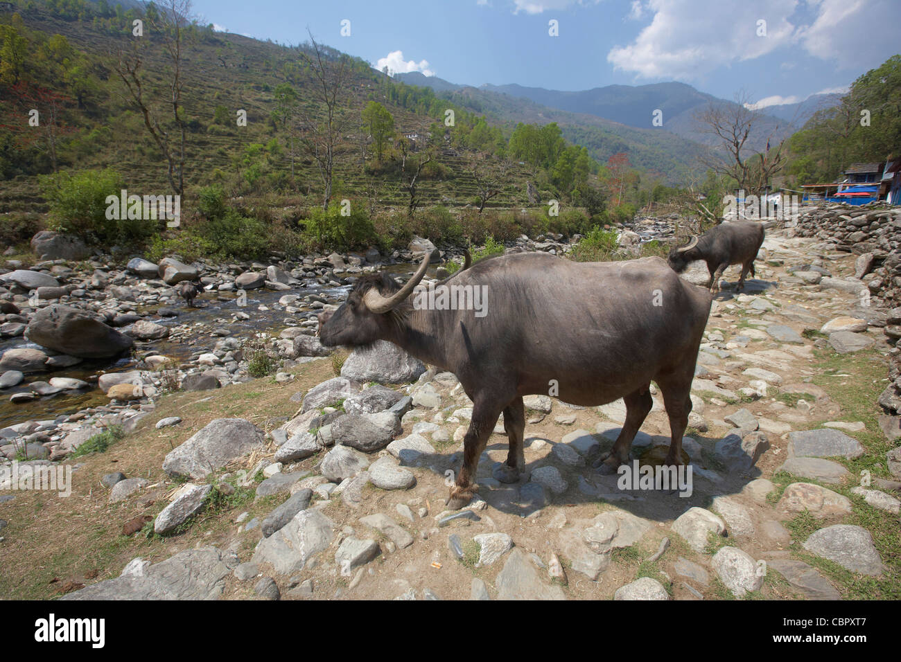 Buffalo of nepal hi-res stock photography and images - Alamy