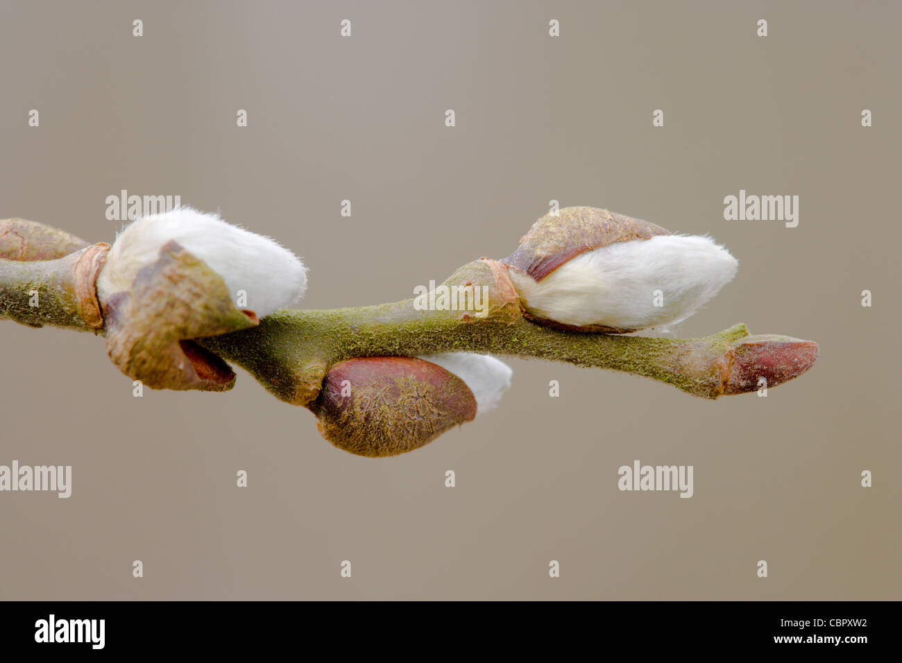 Goat Willow, Salix caprea, flower buds Stock Photo - Alamy