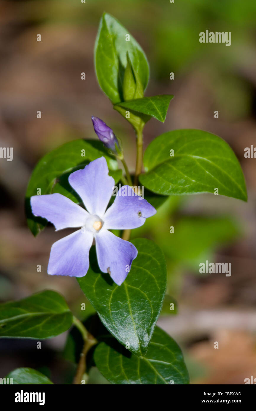 Greater Periwinkle, Vinca major, flower Stock Photo - Alamy