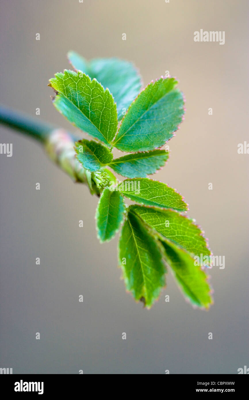 Dog Rose Rosa canina, leaves emerging from bud Stock Photo - Alamy
