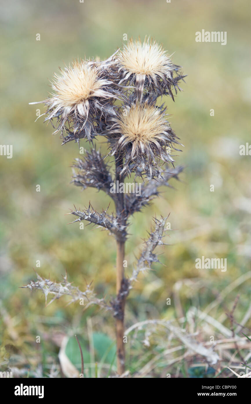 Slender Thistle Carduus tenuiflorus seed heads Stock Photo - Alamy