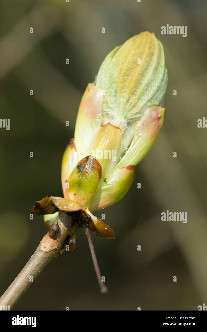 Horse Chestnut, Aesculus hippocastanum, leaf buds Stock Photo - Alamy