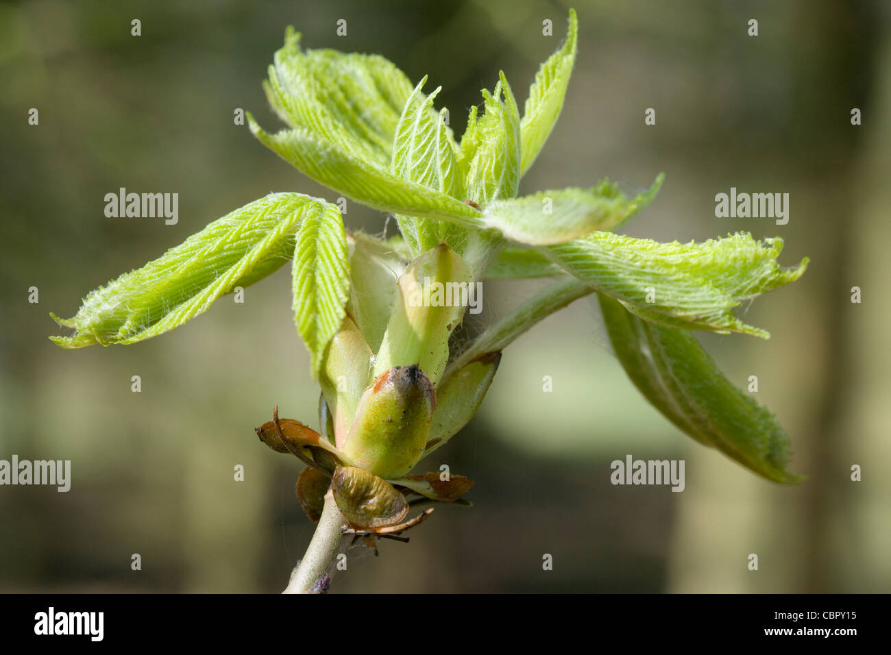 Horse Chestnut, Aesculus hippocastanum, leaf buds bursting Stock Photo ...