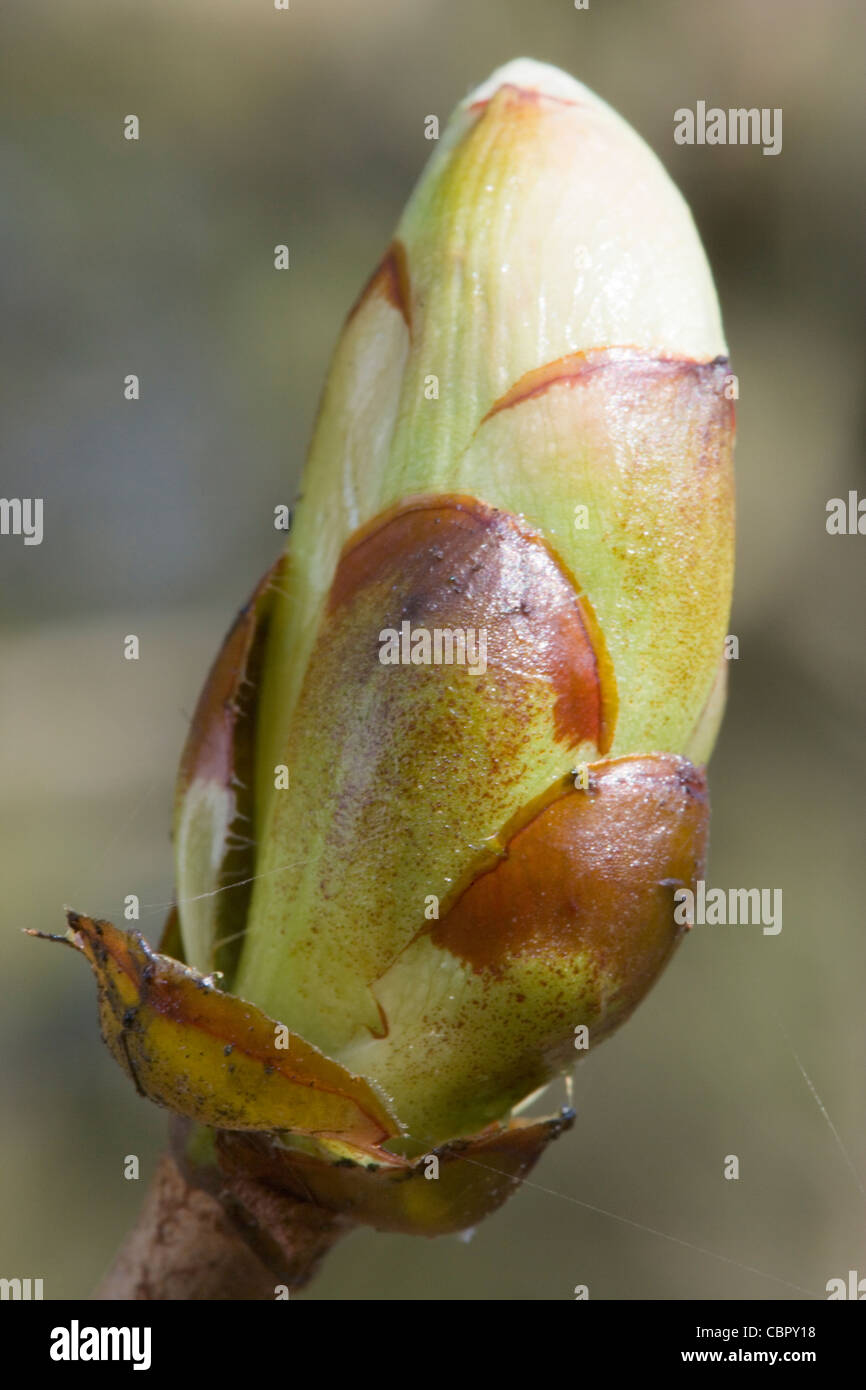 Horse Chestnut, Aesculus hippocastanum, leaf buds Stock Photo - Alamy