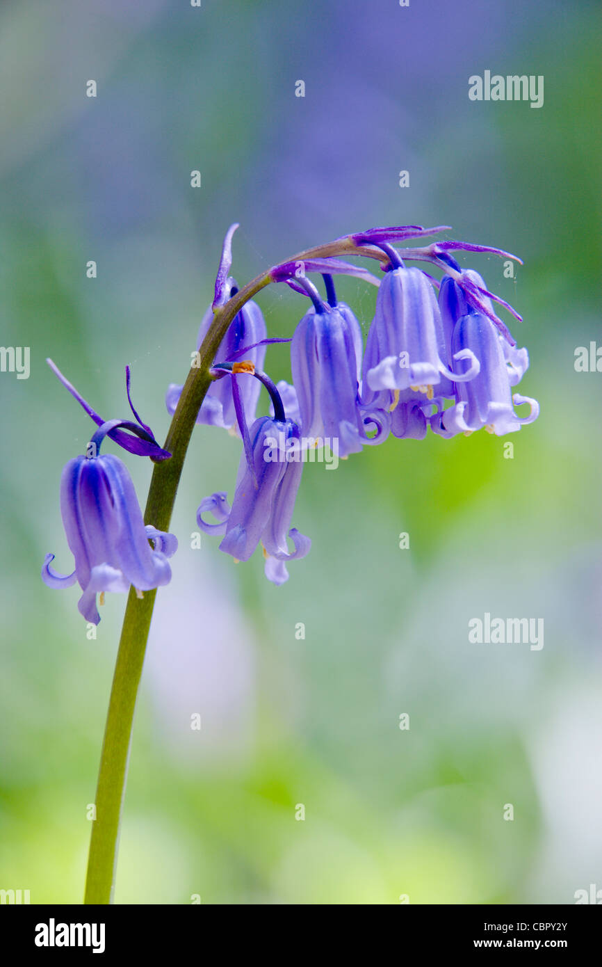Bluebell Hyacinthoides non-scripta flowers Stock Photo - Alamy