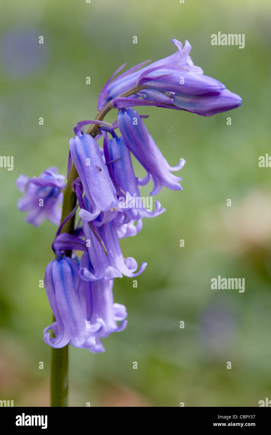 Bluebell Hyacinthoides non-scripta flowers Stock Photo - Alamy