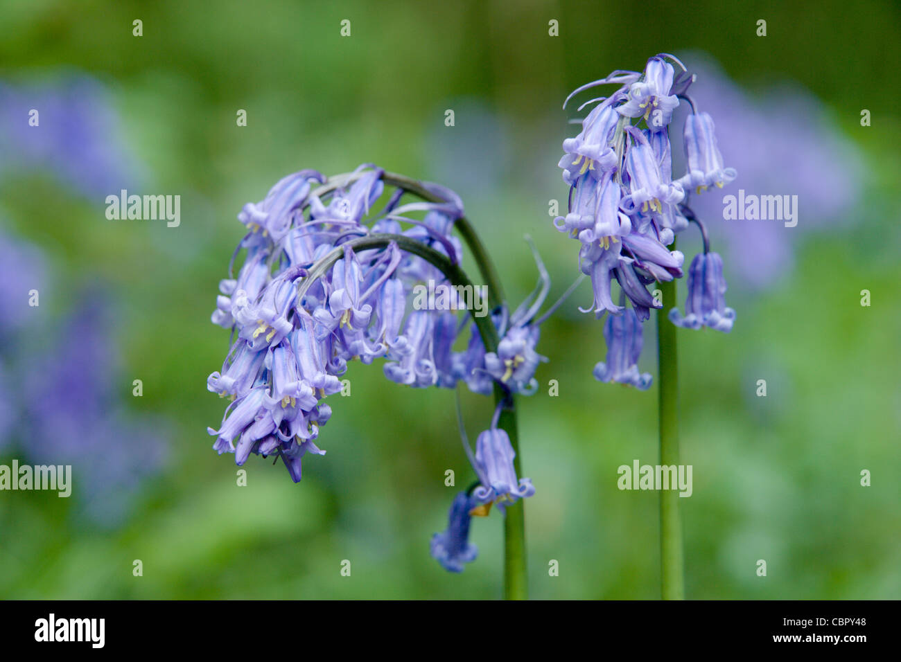 Bluebell Hyacinthoides non-scripta flowers in woodland Stock Photo - Alamy