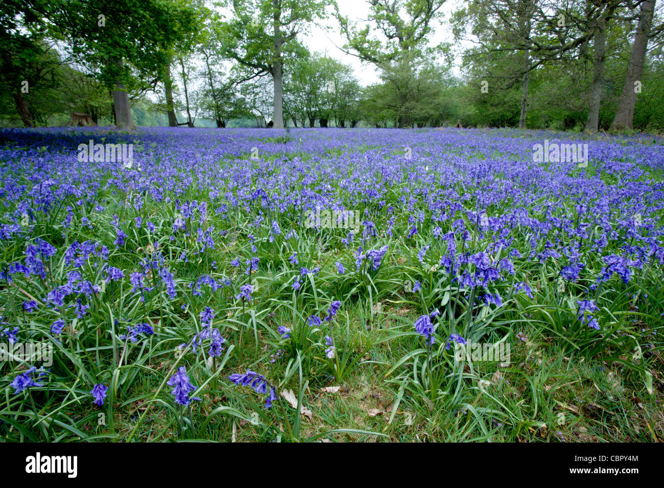 Bluebell Hyacinthoides non-scripta flowers in woodland Stock Photo - Alamy