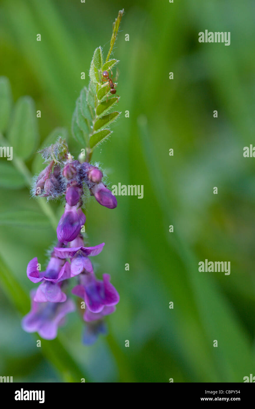 Bush vetch Vicia sepium flowers Stock Photo - Alamy