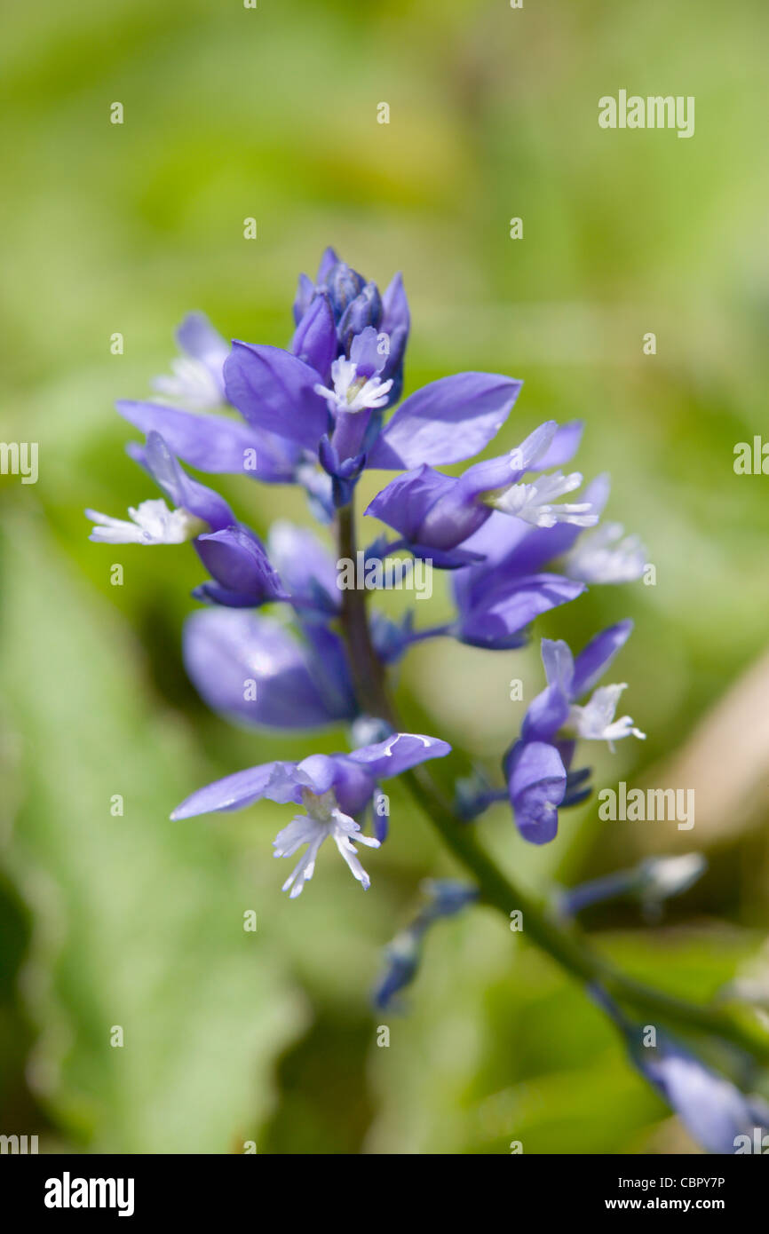 Milkwort polygala vulgaris hi-res stock photography and images - Alamy