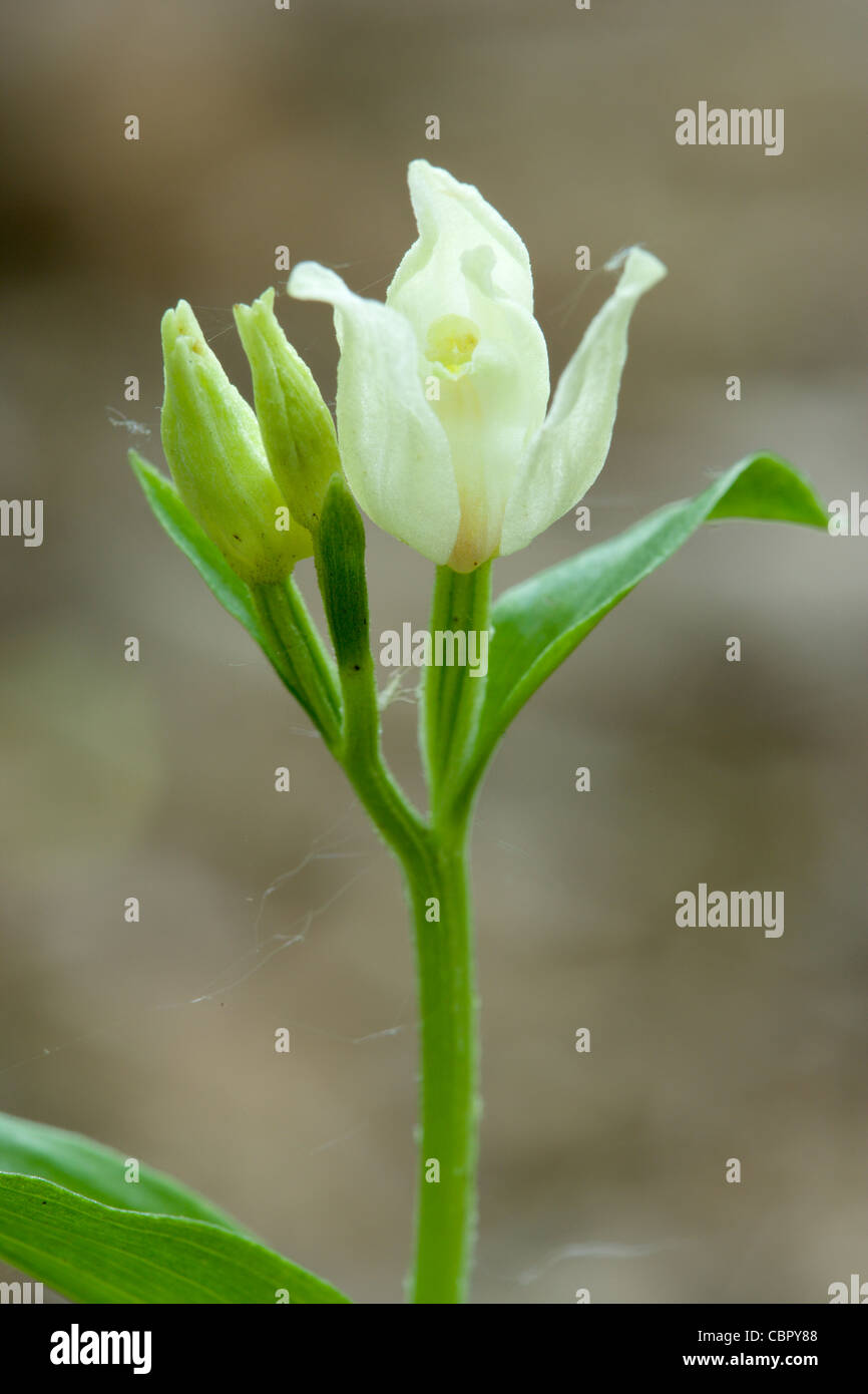 White Helleborine, Cephalanthera damasonium flower Stock Photo - Alamy