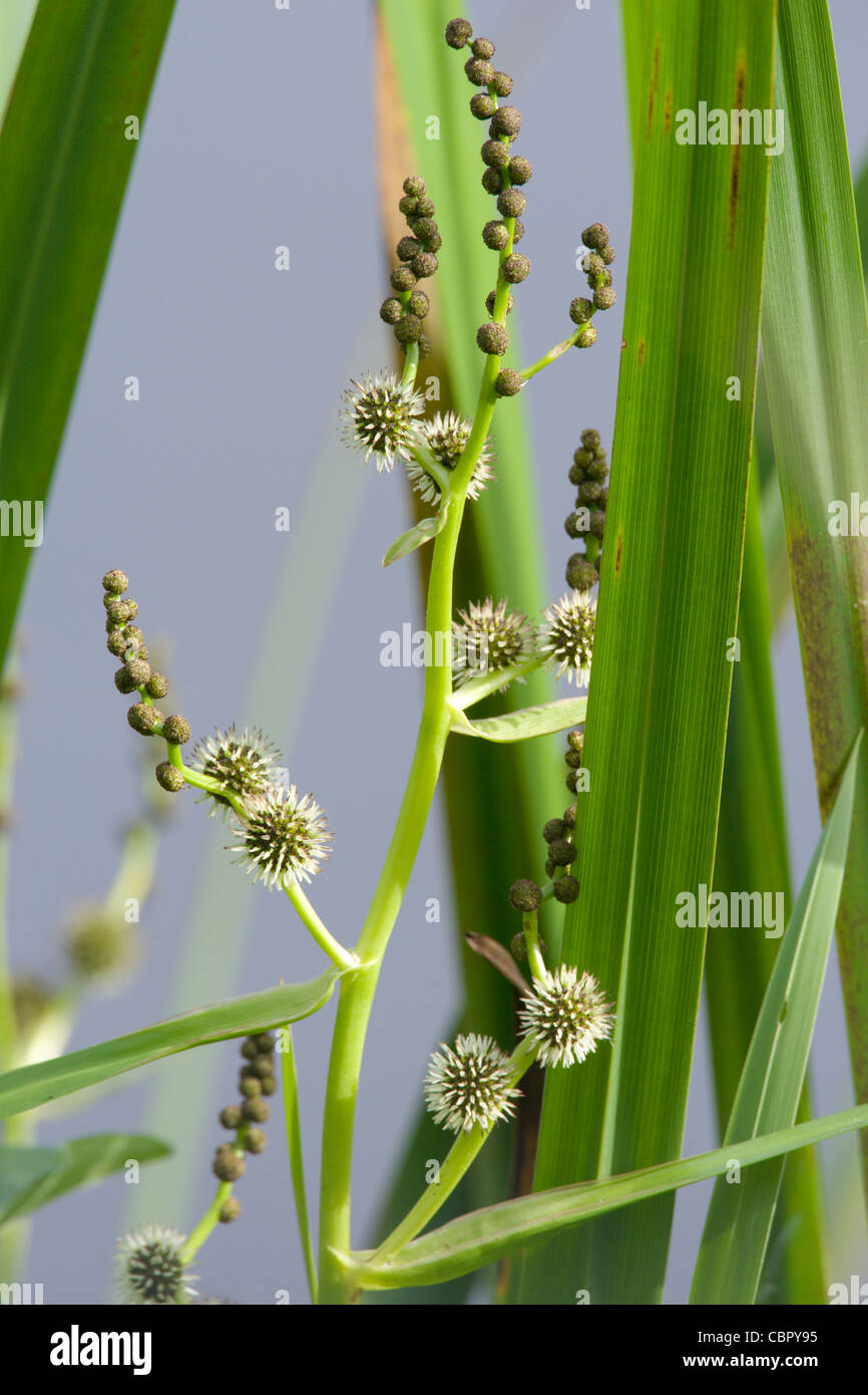 Branched Bur-reed Sparganium erectum, flowers Stock Photo - Alamy