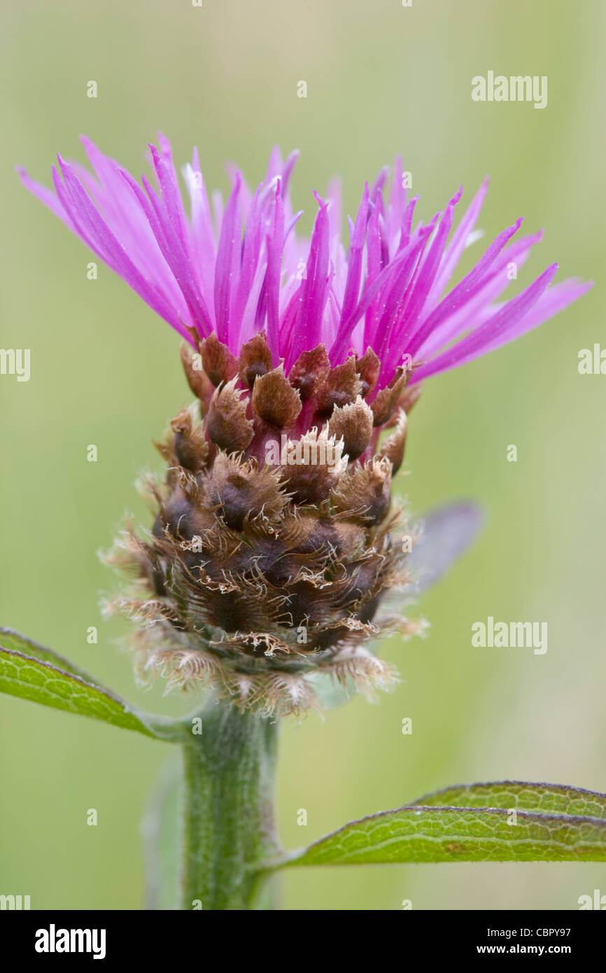 Common Knapweed, Centaurea nigra, flower Stock Photo - Alamy