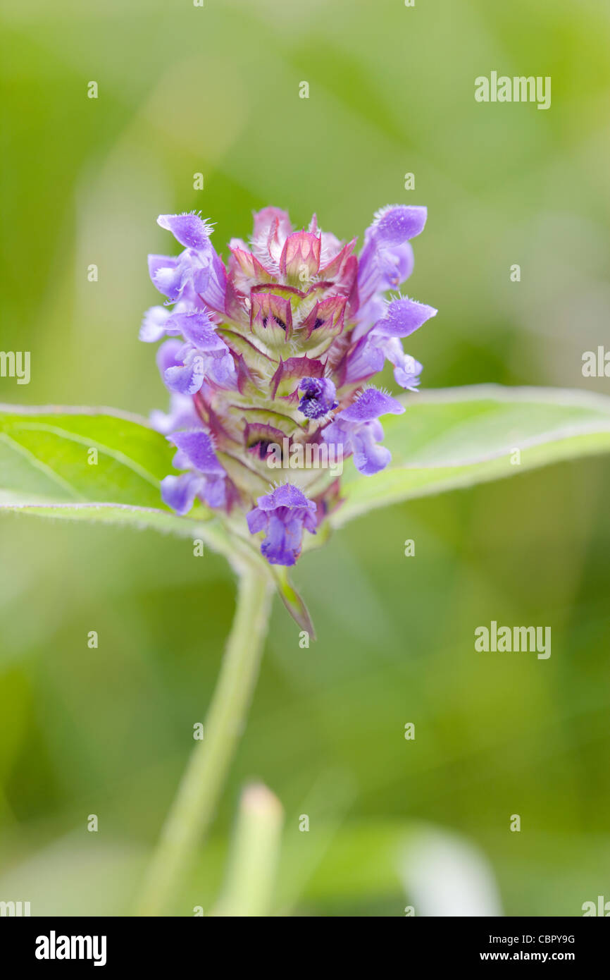 Self-heal Prunella vulgaris flower Stock Photo - Alamy