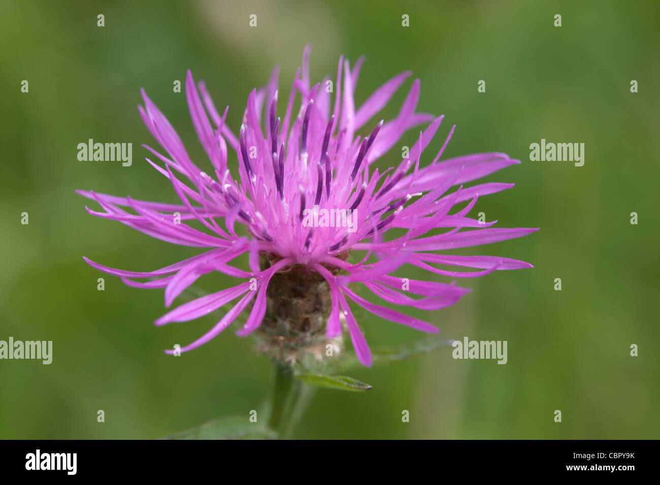 Common knapweed hi-res stock photography and images - Alamy