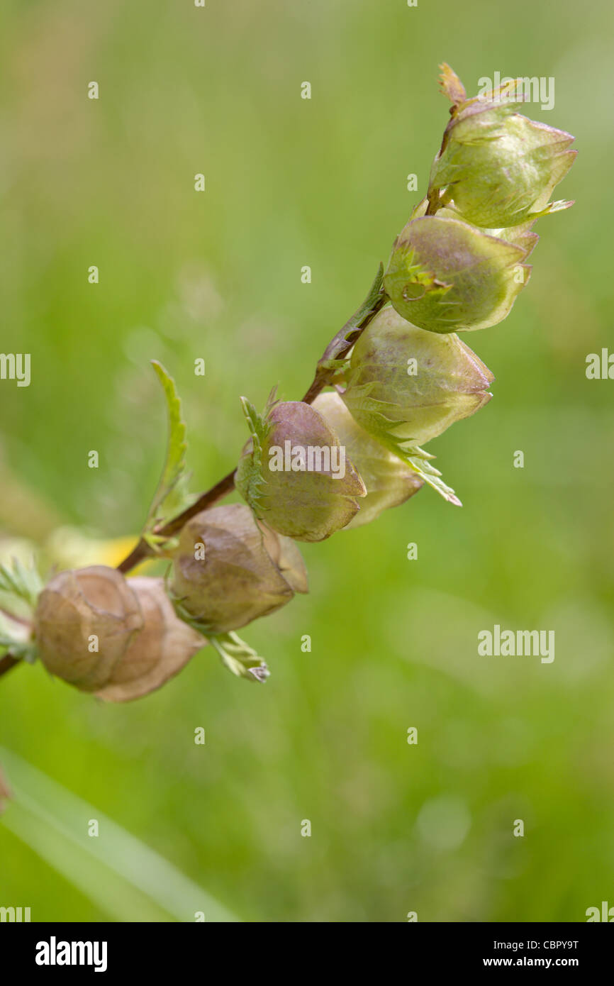 Yellow Rattle Rhinanthus minor seed heads Stock Photo - Alamy