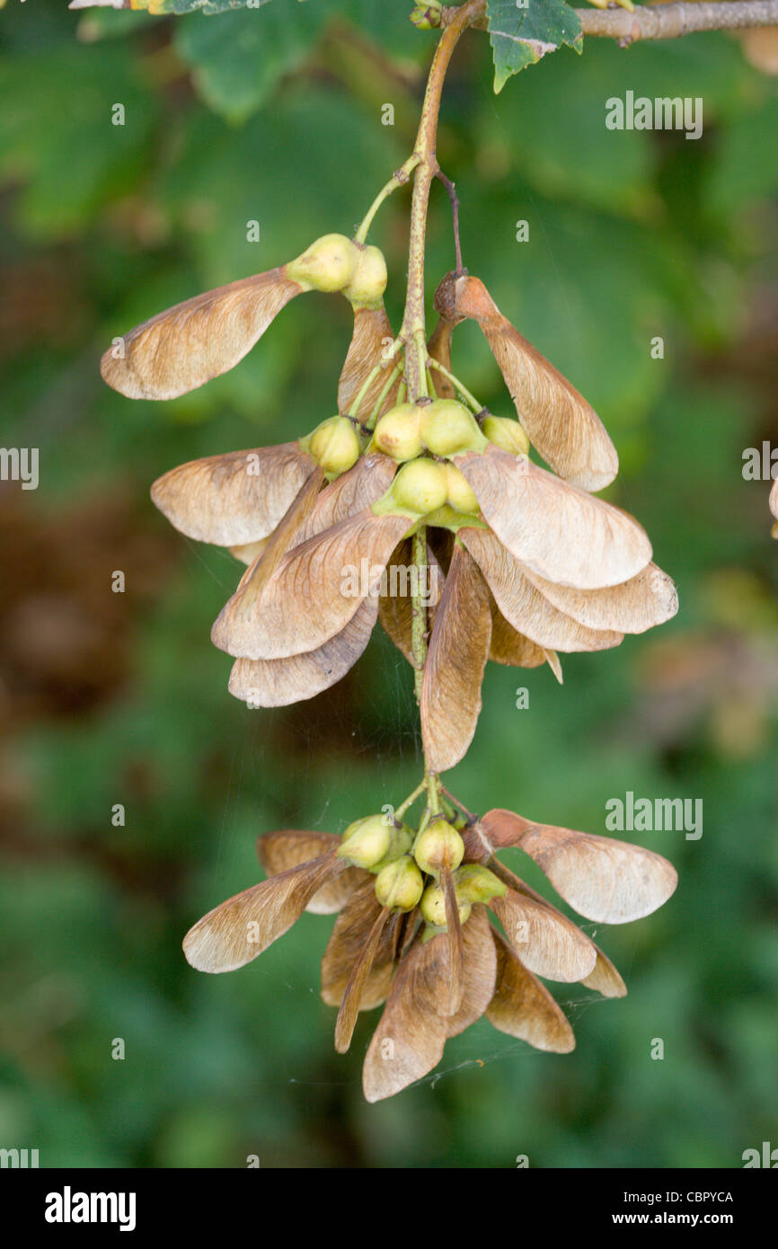 Sycamore, Acer pseudoplatanus, seeds Stock Photo - Alamy
