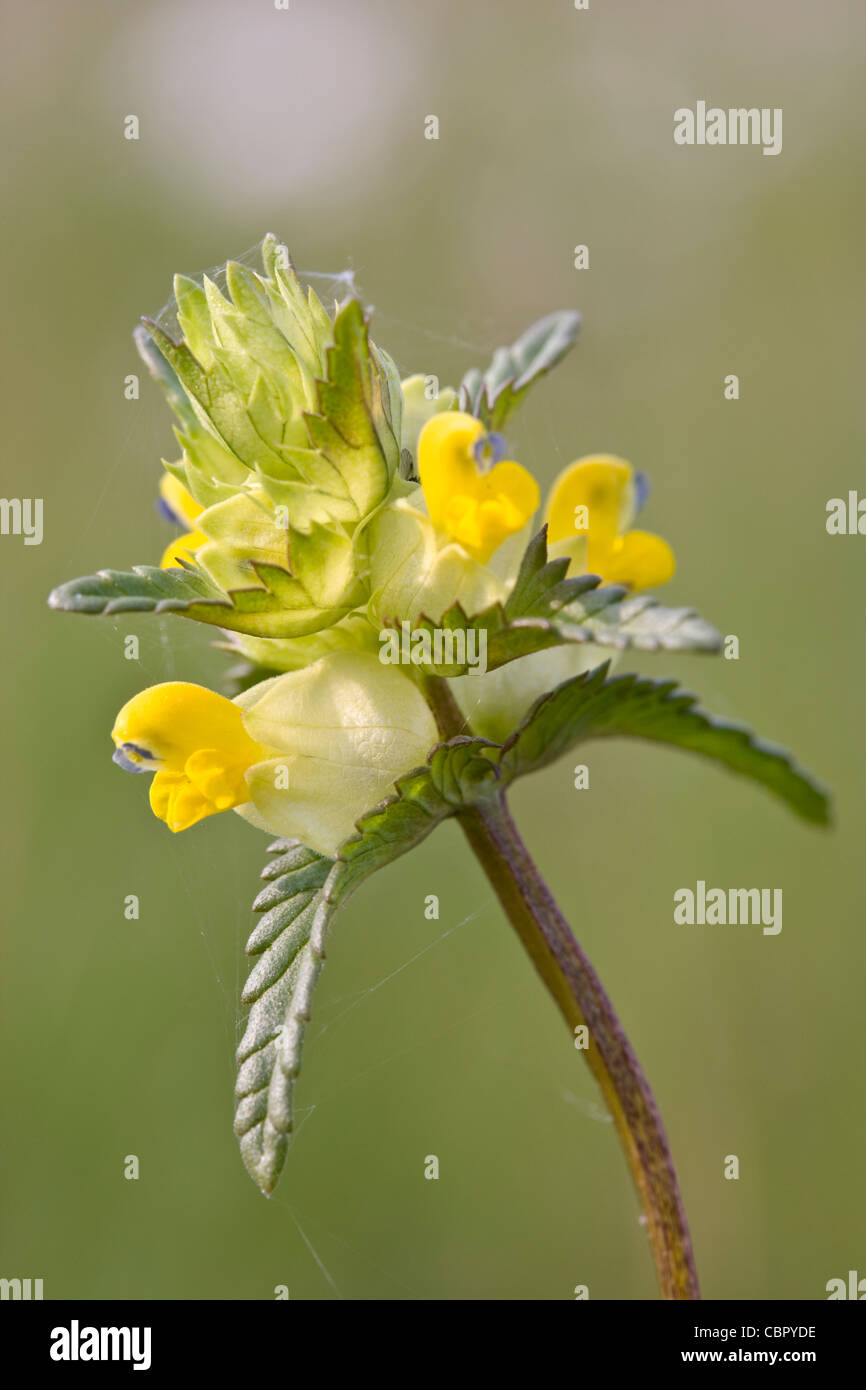 Yellow Rattle Rhinanthus minor, flowers Stock Photo - Alamy