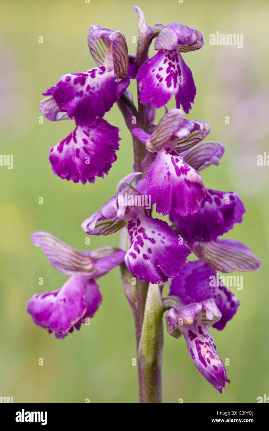 Green-winged Orchid, Anacamptis morio, flowers. Also known as Orchis ...