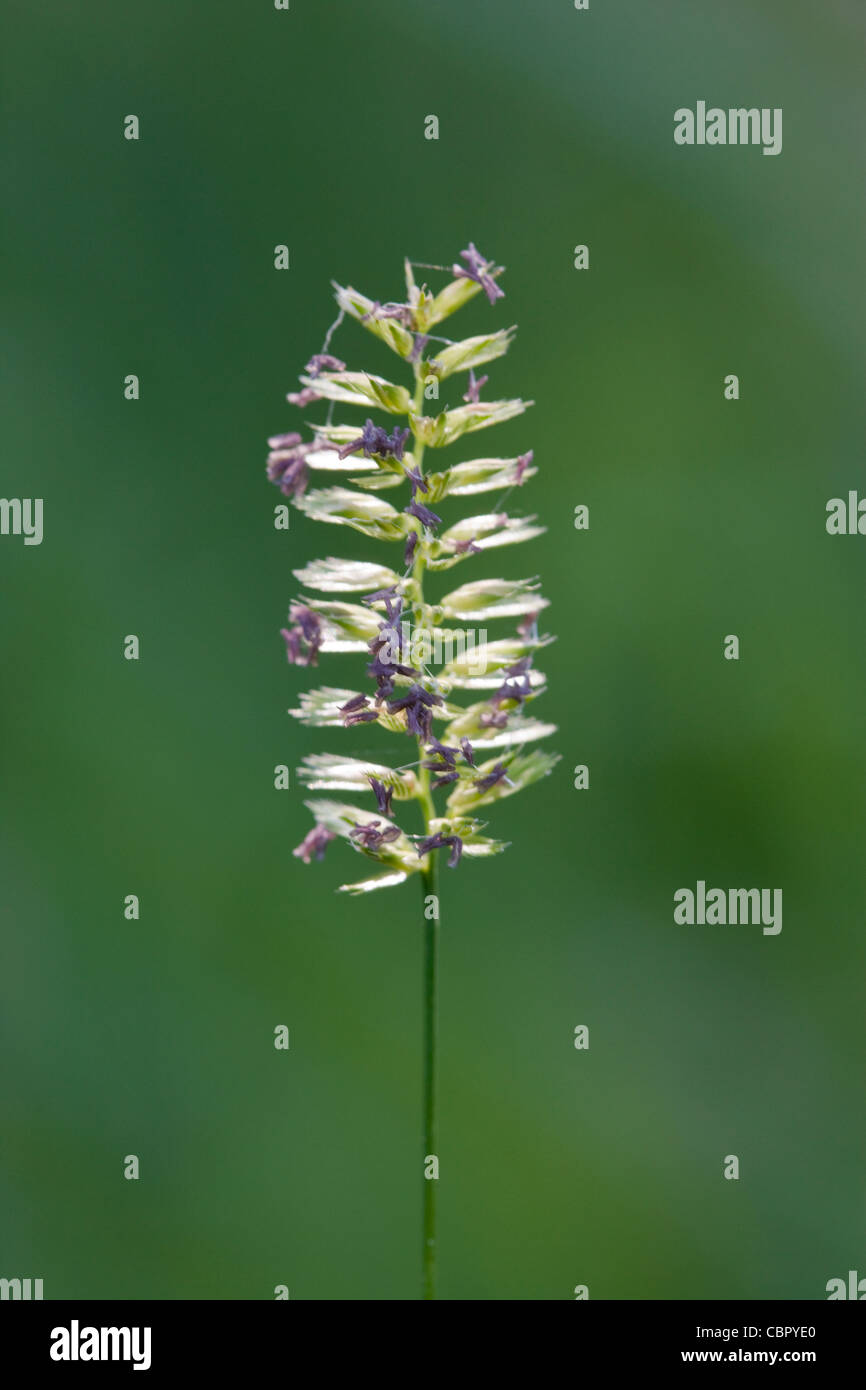 Sweet vernal grass hi-res stock photography and images - Alamy