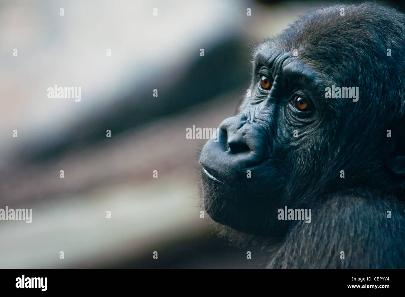 Gorilla side profile hi-res stock photography and images - Alamy